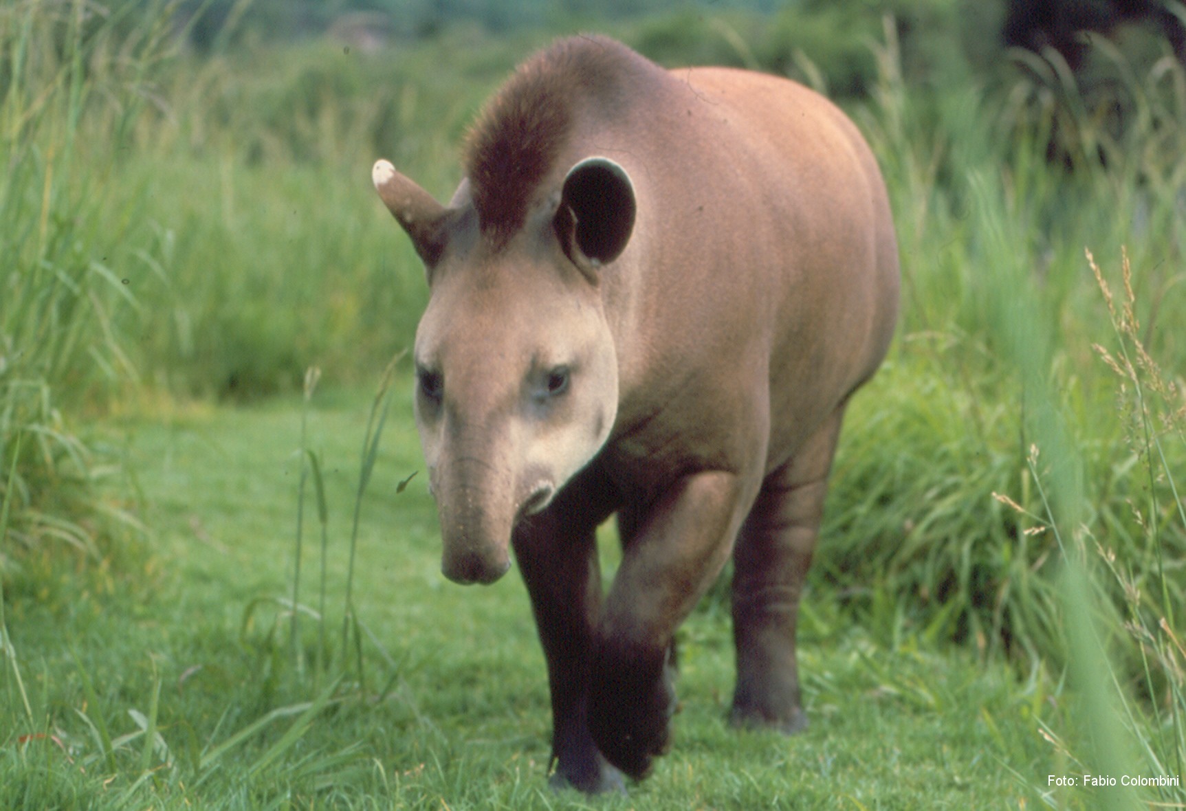 Brazil - Tapir - Anta - Travel Just 4U